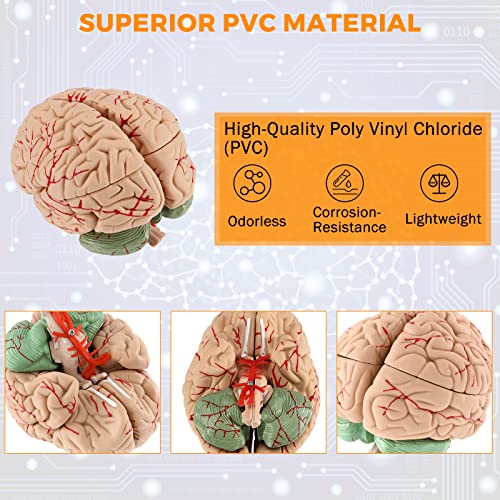 WICHEMI Human Brain Model 9-Part Model of Brain Life Size Brain Anatomy Model w/Display Base for Teaching Neuroscience with Vessels Science Classroom Study Display Learning Medical Model