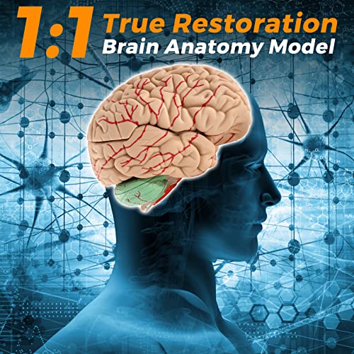 WICHEMI Human Brain Model 9-Part Model of Brain Life Size Brain Anatomy Model w/Display Base for Teaching Neuroscience with Vessels Science Classroom Study Display Learning Medical Model