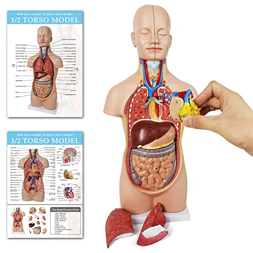 2023 New 20" Removable 12 Parts Human Torso Model,Showing Section of Brain,Neck Dissected Exposes Muscular Neural,Vascular and Glandular Structure,Anatomy Model for Medical Learning,Display