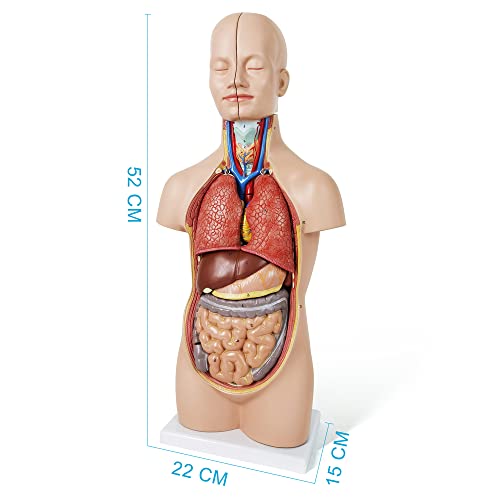 2023 New 20" Removable 12 Parts Human Torso Model,Showing Section of Brain,Neck Dissected Exposes Muscular Neural,Vascular and Glandular Structure,Anatomy Model for Medical Learning,Display