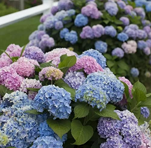 100+ Hydrangea Seeds for Planting