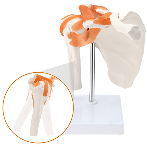 HINGONS Shoulder Joint Model, Life Size Human Anatomical Shoulder Ligament Model for Patient Science Education and Anatomy Research (Includes a Base)