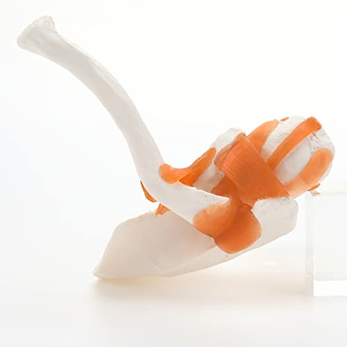 HINGONS Shoulder Joint Model, Life Size Human Anatomical Shoulder Ligament Model for Patient Science Education and Anatomy Research (Includes a Base)