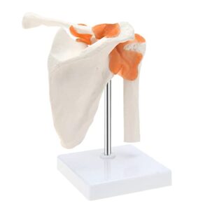 HINGONS Shoulder Joint Model, Life Size Human Anatomical Shoulder Ligament Model for Patient Science Education and Anatomy Research (Includes a Base)