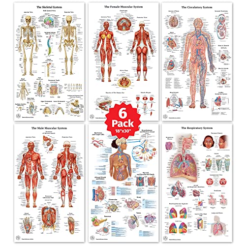 6 Anatomy Posters - 18x30, Medical Posters, Skeletal System, Female and Male Muscular Systems, Respiratory System, Circulatory System, Endocrine System, Anatomical Charts, Human Anatomy Learning, Nursing, Chiropractic, Medical Decor, Laminated