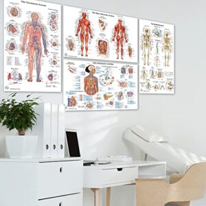 6 Anatomy Posters - 18x30, Medical Posters, Skeletal System, Female and Male Muscular Systems, Respiratory System, Circulatory System, Endocrine System, Anatomical Charts, Human Anatomy Learning, Nursing, Chiropractic, Medical Decor, Laminated