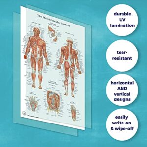 6 Anatomy Posters - 18x30, Medical Posters, Skeletal System, Female and Male Muscular Systems, Respiratory System, Circulatory System, Endocrine System, Anatomical Charts, Human Anatomy Learning, Nursing, Chiropractic, Medical Decor, Laminated