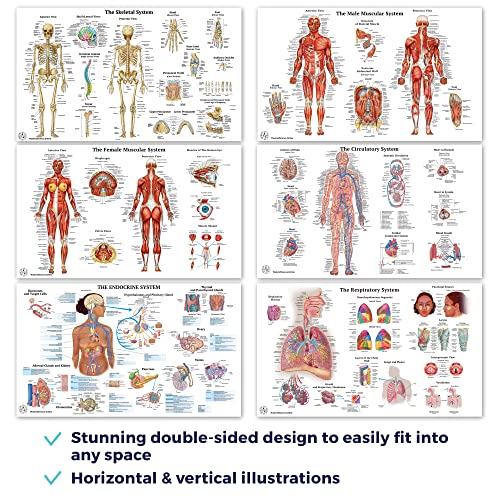 6 Anatomy Posters - 18x30, Medical Posters, Skeletal System, Female and Male Muscular Systems, Respiratory System, Circulatory System, Endocrine System, Anatomical Charts, Human Anatomy Learning, Nursing, Chiropractic, Medical Decor, Laminated