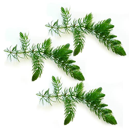 CANTON AQUATICS Live Aquarium 3 Hornwort Bunch Plants - Excellent Oxygenator - Easy to Maintain Plant - Removing Excess Nitrates - Promote High Water Quality - 3-5 Stems Per Bunch