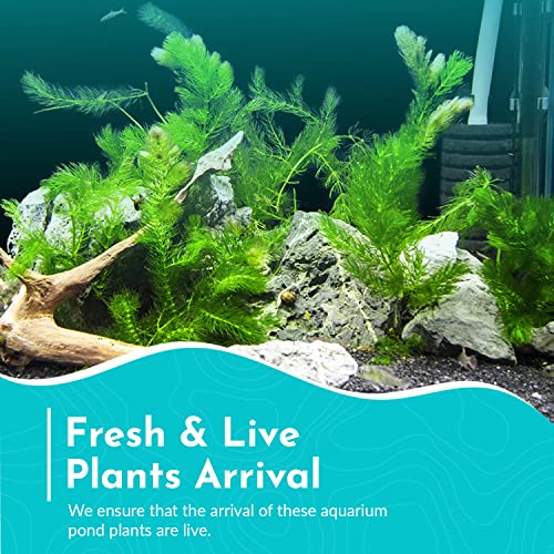 CANTON AQUATICS Live Aquarium 3 Hornwort Bunch Plants - Excellent Oxygenator - Easy to Maintain Plant - Removing Excess Nitrates - Promote High Water Quality - 3-5 Stems Per Bunch