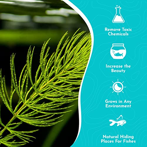 CANTON AQUATICS Live Aquarium 3 Hornwort Bunch Plants - Excellent Oxygenator - Easy to Maintain Plant - Removing Excess Nitrates - Promote High Water Quality - 3-5 Stems Per Bunch