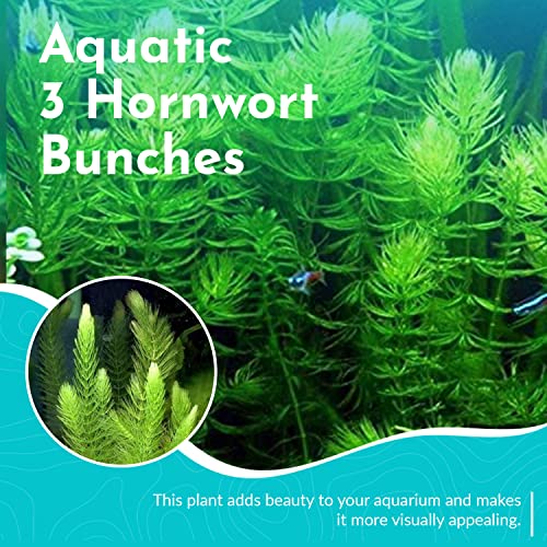 CANTON AQUATICS Live Aquarium 3 Hornwort Bunch Plants - Excellent Oxygenator - Easy to Maintain Plant - Removing Excess Nitrates - Promote High Water Quality - 3-5 Stems Per Bunch