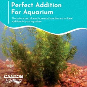 CANTON AQUATICS Live Aquarium 3 Hornwort Bunch Plants - Excellent Oxygenator - Easy to Maintain Plant - Removing Excess Nitrates - Promote High Water Quality - 3-5 Stems Per Bunch