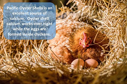 Pacific Oyster Shells - Crushed Oyster Shell Calcium Supplement for Egg-Laying Poultry (Chickens & Ducks) (10)