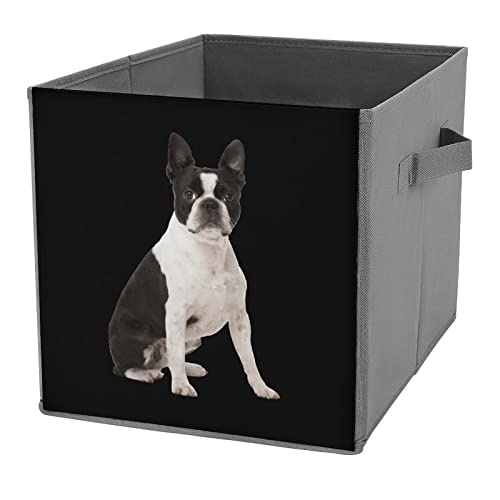 Boston Terrier Collapsible Storage Bins Basics Folding Fabric Storage Cubes Organizer Boxes with Handles