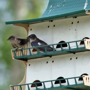 S and K Purple Martin House, 12 Room