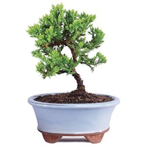 brussel's live green mound juniper outdoor bonsai tree - 3 years old; 4" to 6" tall with decorative container - not sold in california