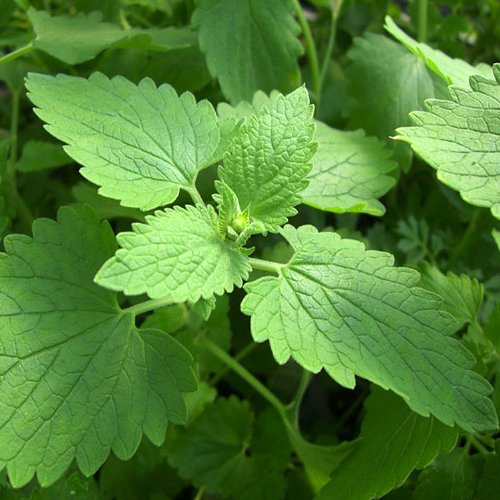 Catnip Seeds 400 Seeds