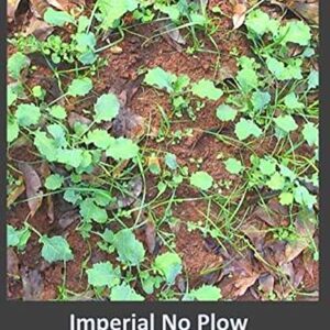 Whitetail Institute Imperial No-Plow Food Plot Seed (Spring and Fall Planting), 9-Pound (.5 acre), White