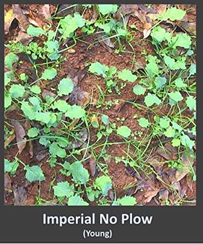 Whitetail Institute Imperial No-Plow Food Plot Seed (Spring and Fall Planting), 9-Pound (.5 acre), White