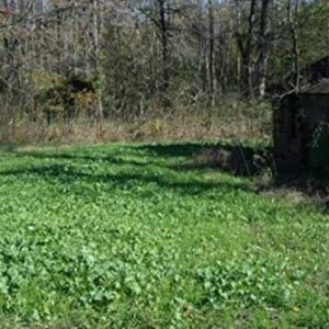 Whitetail Institute Imperial No-Plow Food Plot Seed (Spring and Fall Planting), 9-Pound (.5 acre), White