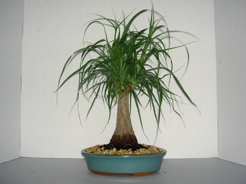 LOU'S BONSAI NURSERY PONYTAIL PALM BONSAI TREE