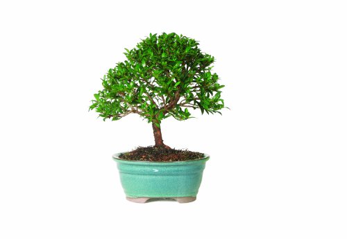 Brussel's Dwarf Eugenia Bonsai