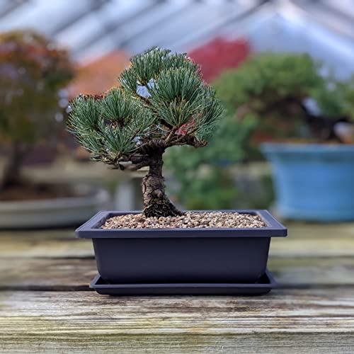 Bonsai Outlet Training Pots with Humidity Trays - Built in Mesh, Brown 8-Inch Large Planters + Made from Durable Shatter Proof Poly-Resin, Set of 3 Pot Set