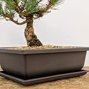 Bonsai Outlet Training Pots with Humidity Trays - Built in Mesh, Brown 8-Inch Large Planters + Made from Durable Shatter Proof Poly-Resin, Set of 3 Pot Set