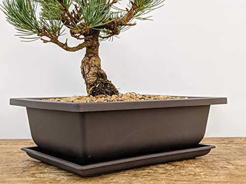 Bonsai Outlet Training Pots with Humidity Trays - Built in Mesh, Brown 8-Inch Large Planters + Made from Durable Shatter Proof Poly-Resin, Set of 3 Pot Set