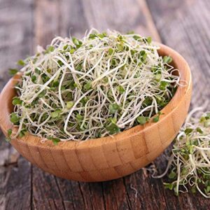 Organic Broccoli Sprouting Seeds by Handy Pantry | 2.5 Pound Resealable Bag | Bulk Non-GMO Broccoli Sprouts Seeds, Contain Sulforaphane