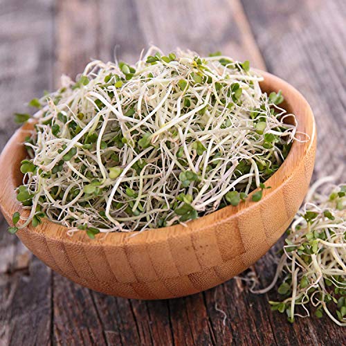 Organic Broccoli Sprouting Seeds by Handy Pantry | 2.5 Pound Resealable Bag | Bulk Non-GMO Broccoli Sprouts Seeds, Contain Sulforaphane