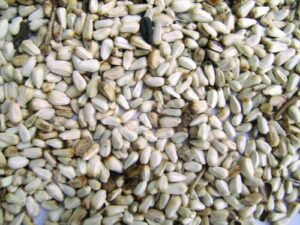 shafer seed company 281640 25 pound safflower seed