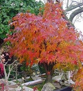 Suminagashi Japanese Maple 10 Seeds- Outdoors or Bonsai