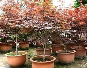 Suminagashi Japanese Maple 10 Seeds- Outdoors or Bonsai