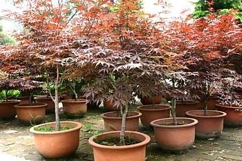 Suminagashi Japanese Maple 10 Seeds- Outdoors or Bonsai