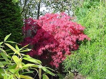 Suminagashi Japanese Maple 10 Seeds- Outdoors or Bonsai