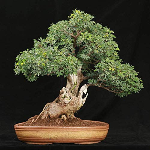 Tamarind Tree 10 Seeds/Seed -Bonsai- Tamarindus Indica