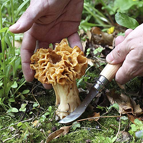 OPINEL No.8 Mushroom Folding Knife Gift Box – Foraging Knife & Sheath in Pencil Box