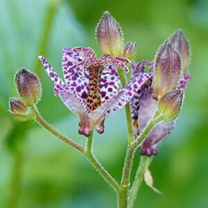 qauzuy garden japanese toad lily 20 seeds/seed -tricyrtis shade perennial deer resistant eye-catching flower for home bonsai garden decor easy to grow