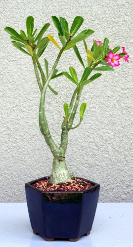 LOUSBONSAINURSERY Large Desert Rose Flowering Bonsai Tree (Indoors)