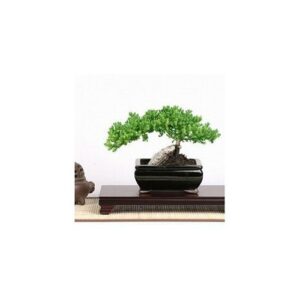 skg inc.'s medium trained juniper bonsai"karate kid bonsai tree"