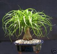 SKG INC.'s PonyTail Palm Bonsai