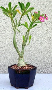 2CHIXGIFTS Desert Rose Bonsai