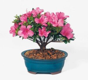 brussel's bonsai - azalea bonsai