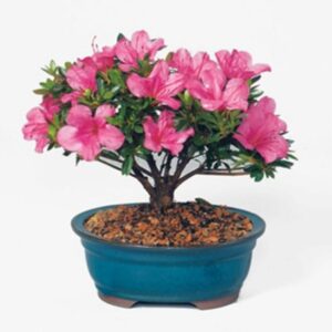 Brussel's Bonsai - Azalea Bonsai