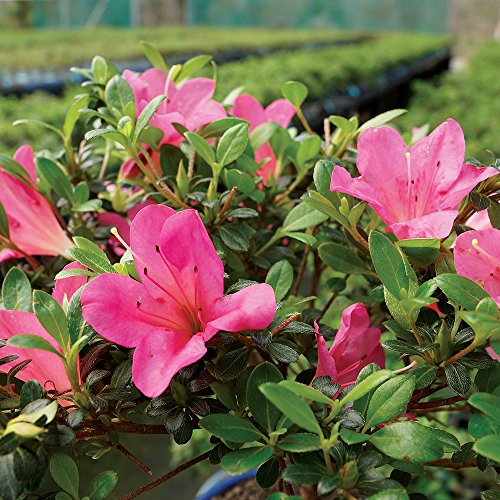 Brussel's Bonsai - Azalea Bonsai