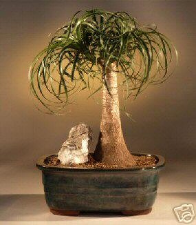 M&M BONSAI LARGE PONYTAIL PALM BONSAI TREE