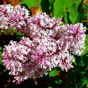 Miss Kim Manchurian Dwarf Lilac - Syringa - Outdoors/Bonsai - 4" Pot