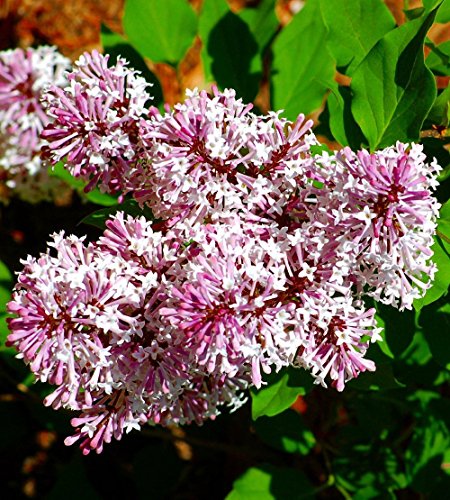 Miss Kim Manchurian Dwarf Lilac - Syringa - Outdoors/Bonsai - 4" Pot